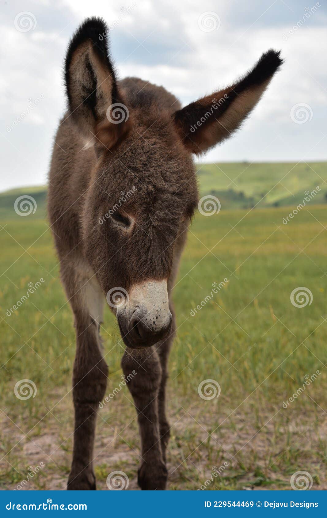 Young Begging Burro Standing in Grass Field Stock Image - Image of ...