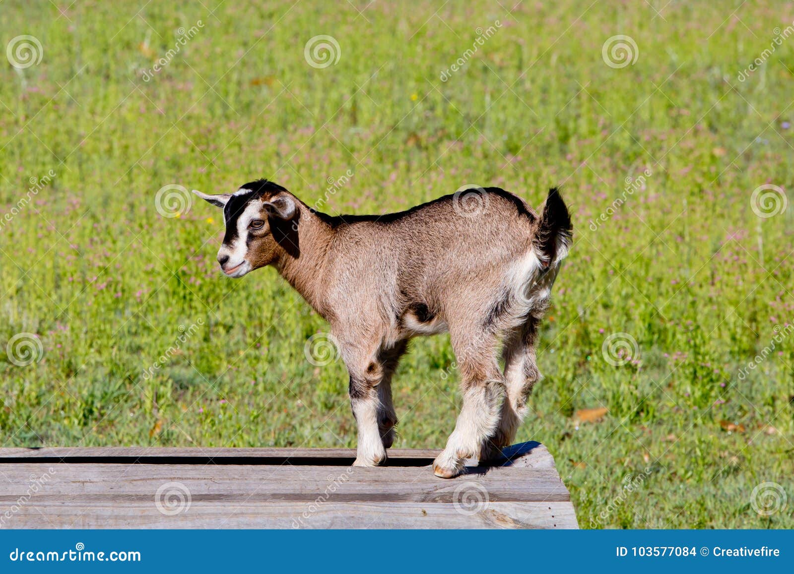 Young Beige Goat Kid Standing on Wooden Platform Stock Photo - Image of ...