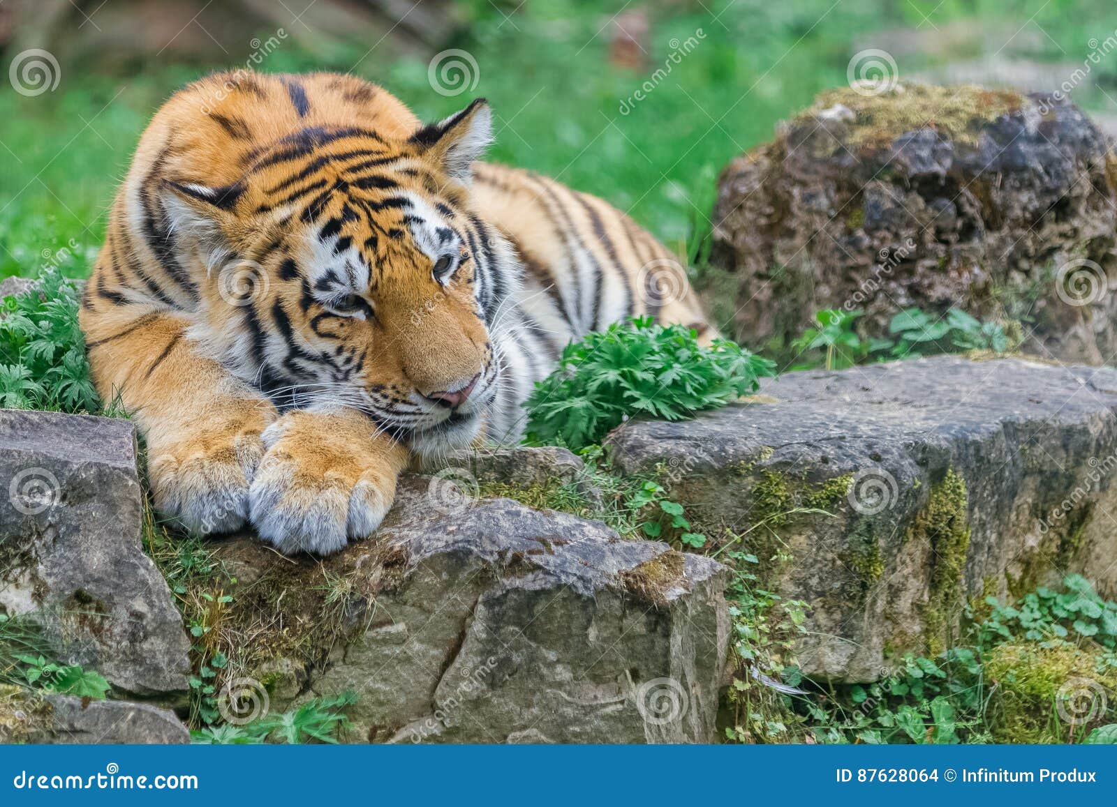 Young bengal tiger stock photo. Image of looking, forest - 87628064