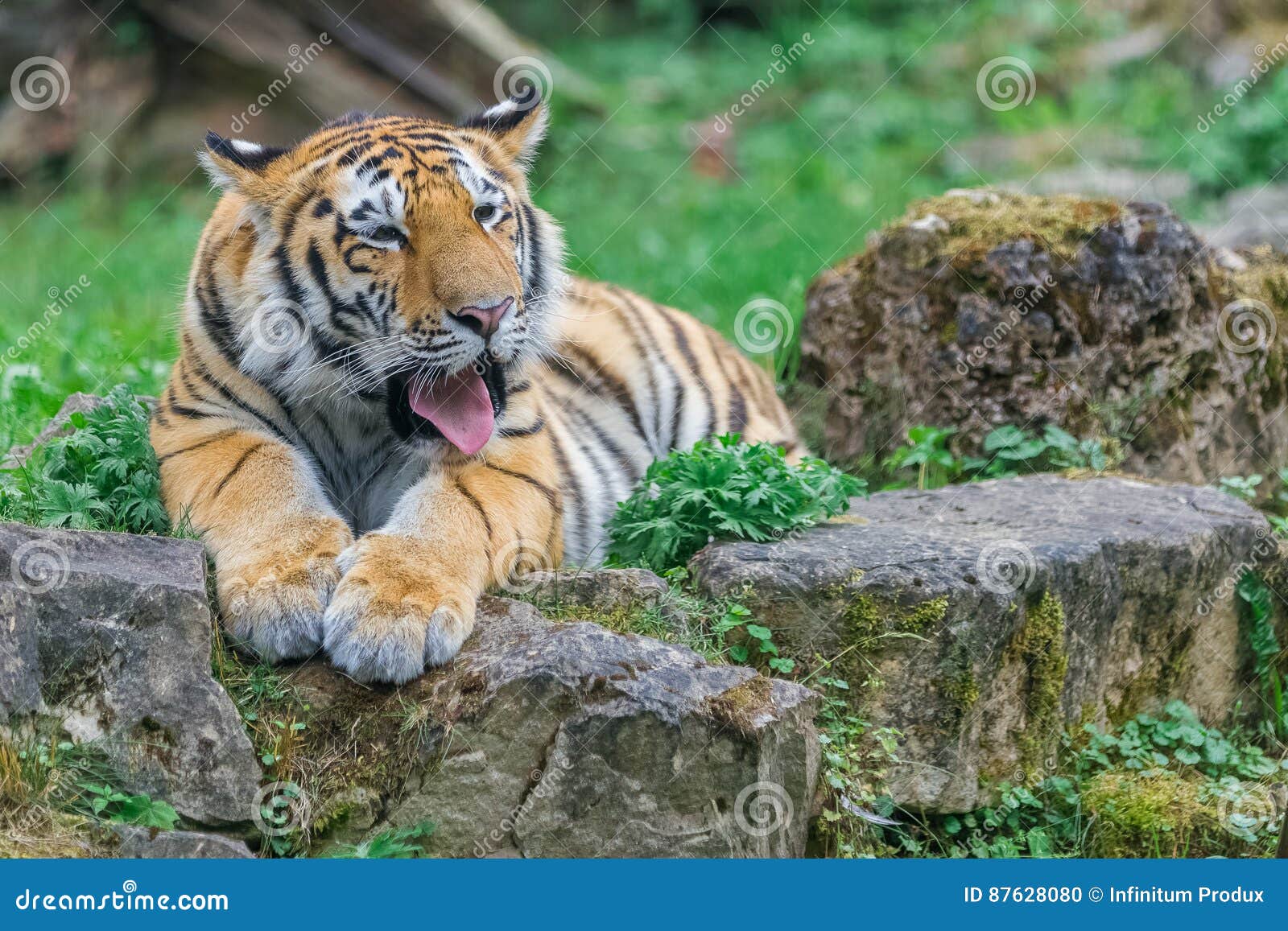 Young bengal tiger stock photo. Image of siberian, face - 87628080