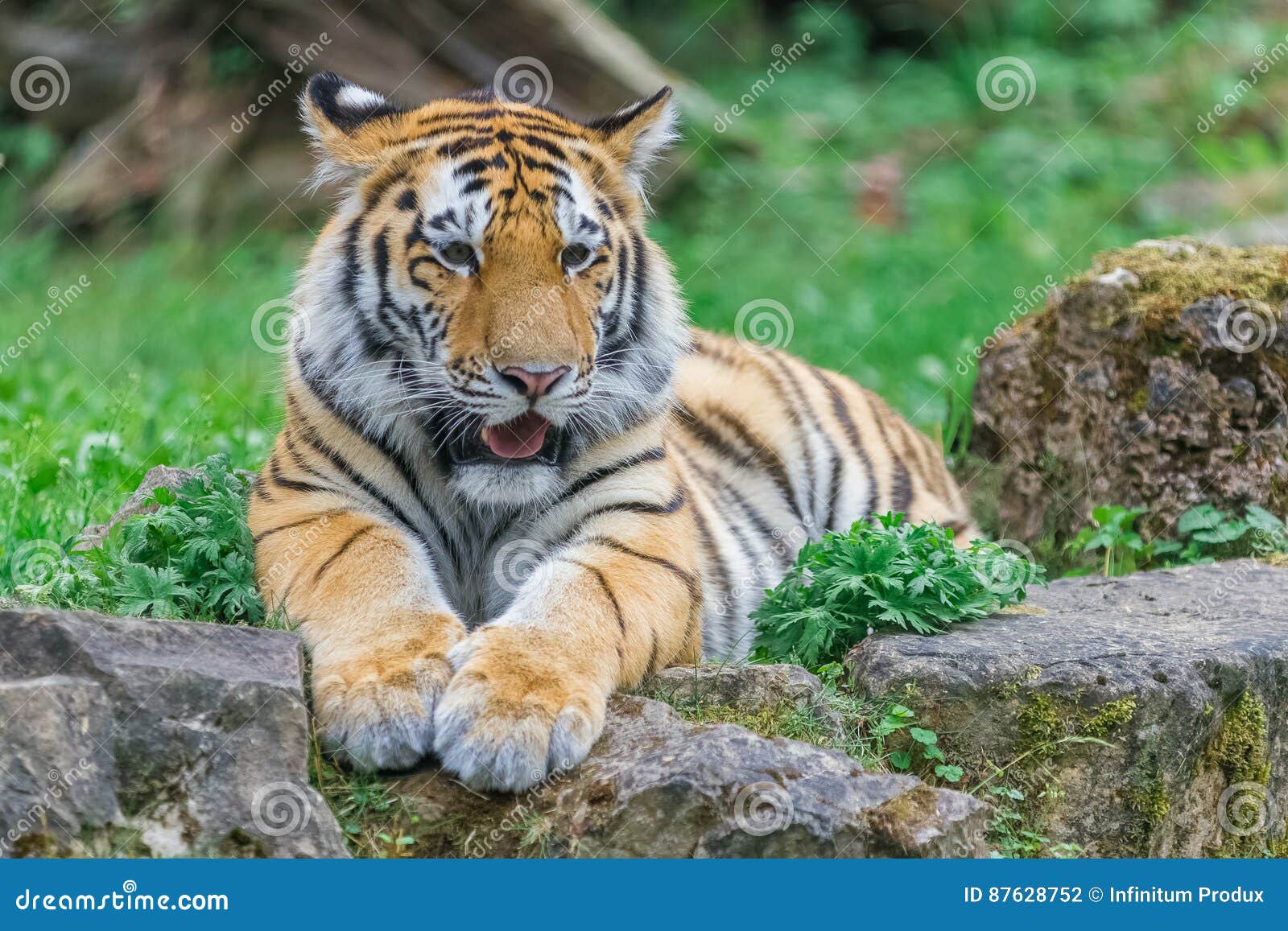 Young bengal tiger stock photo. Image of head, baby, green - 87628752