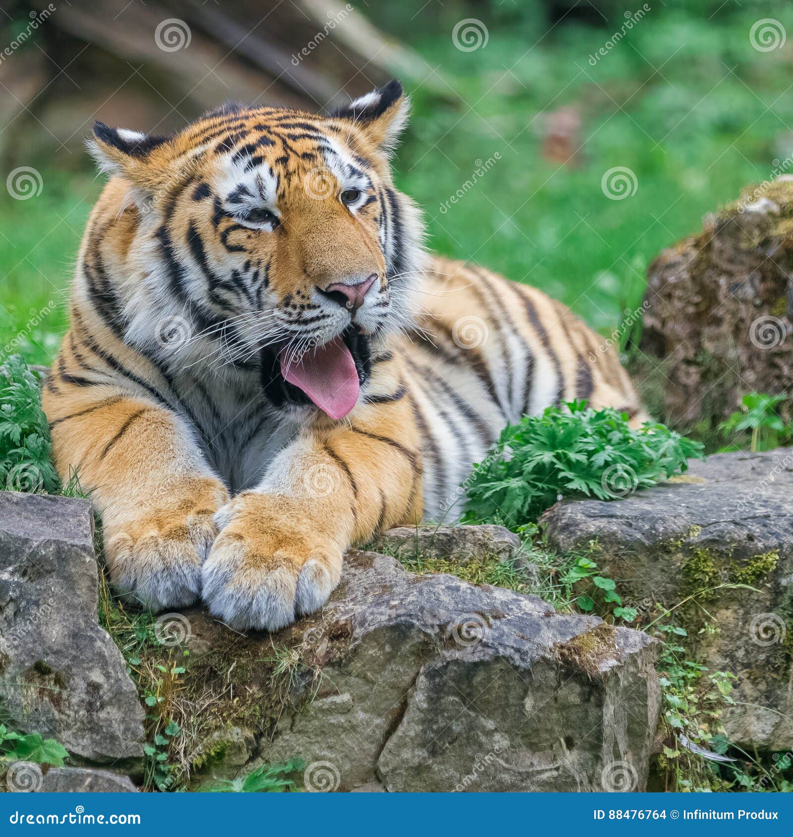 Young bengal tiger stock photo. Image of large, orange - 88476764