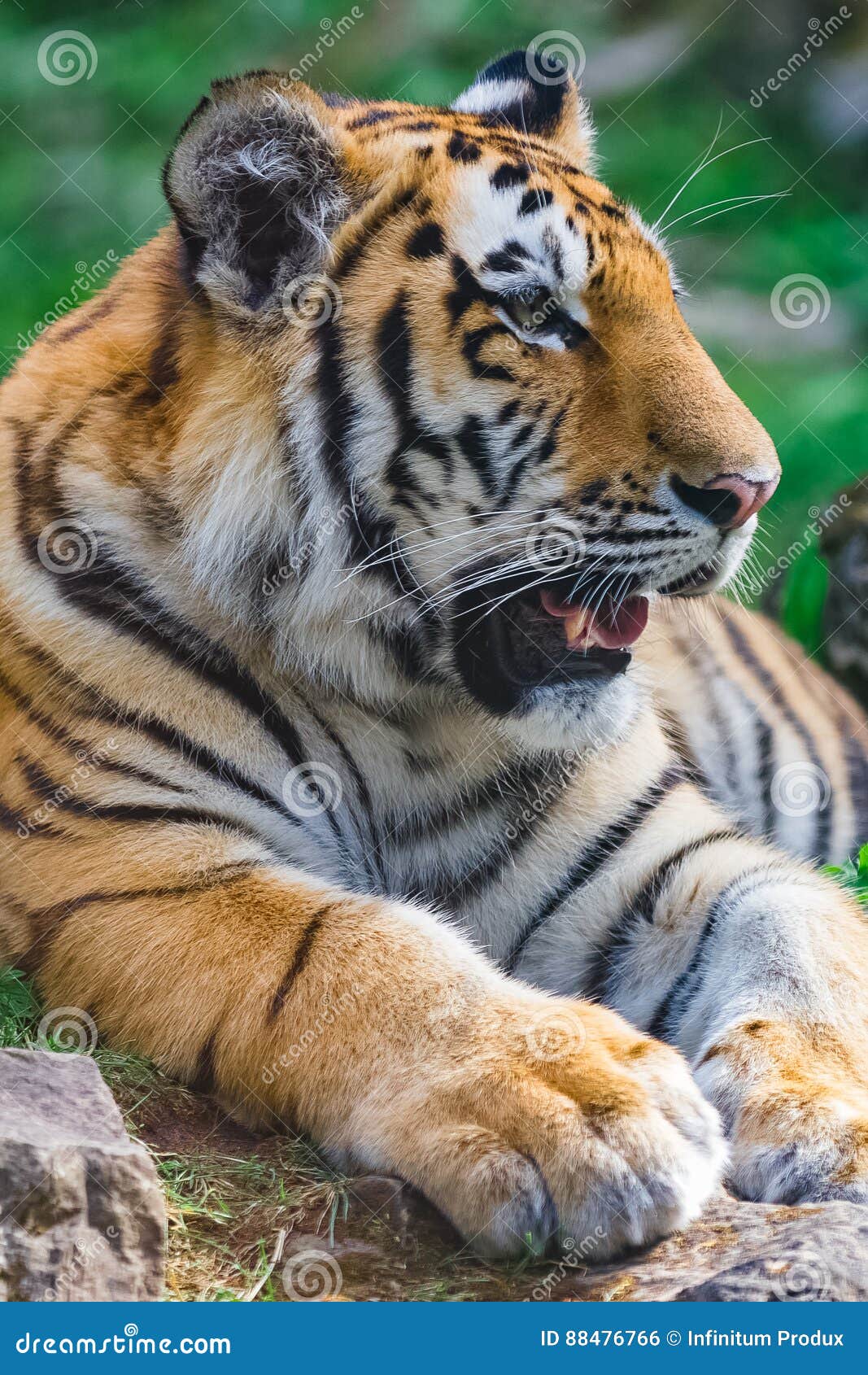 Young bengal tiger stock photo. Image of beautiful, large - 88476766