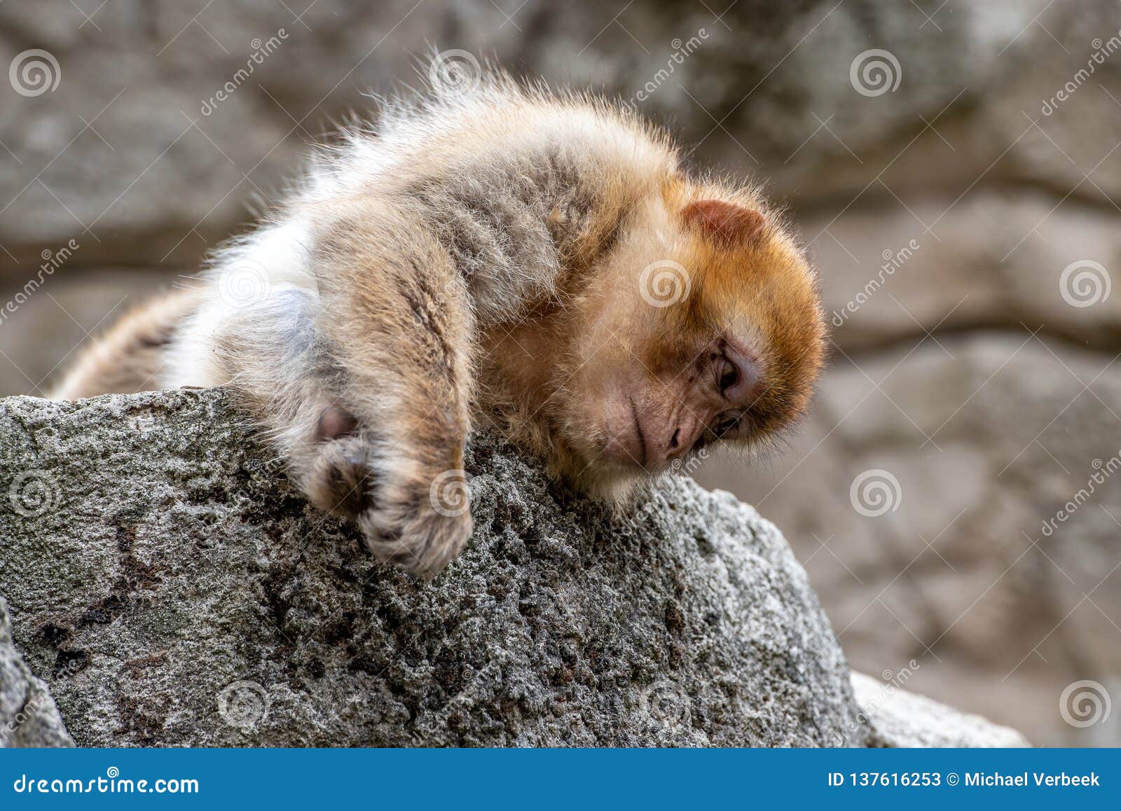 A Young Berber Monkey is Lying on a Stone Stock Image - Image of blue ...
