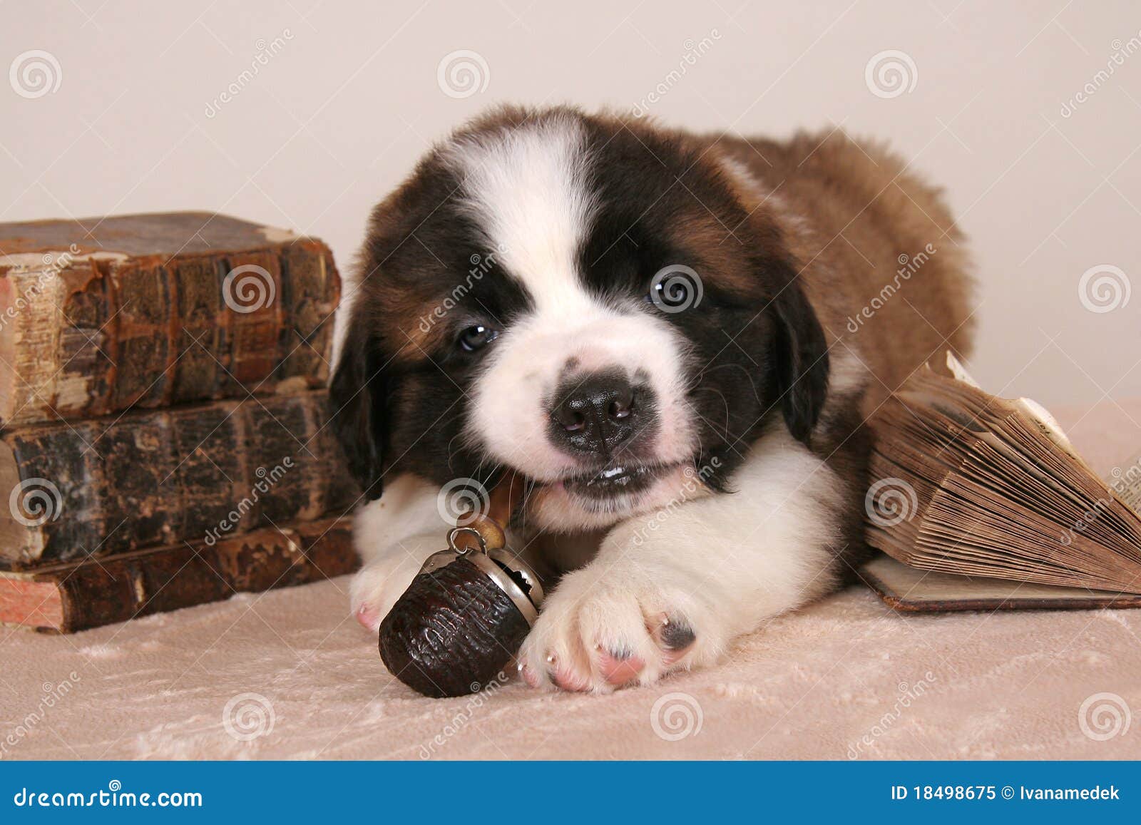 Young Bernard Dog Puppy Smoking Pipe Stock Image - Image of canine ...