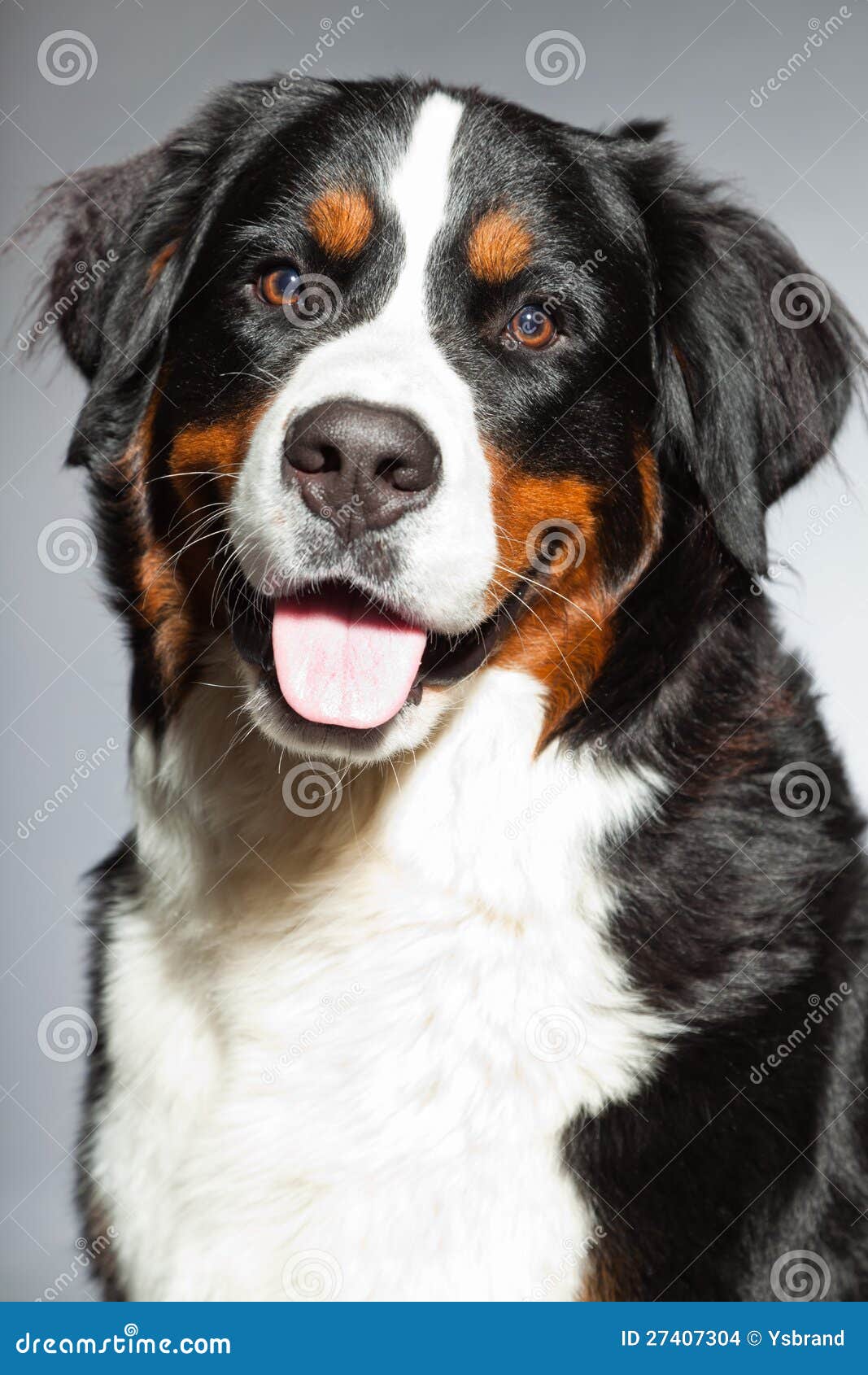 Young berner sennen dog. stock photo. Image of cutout - 27407304