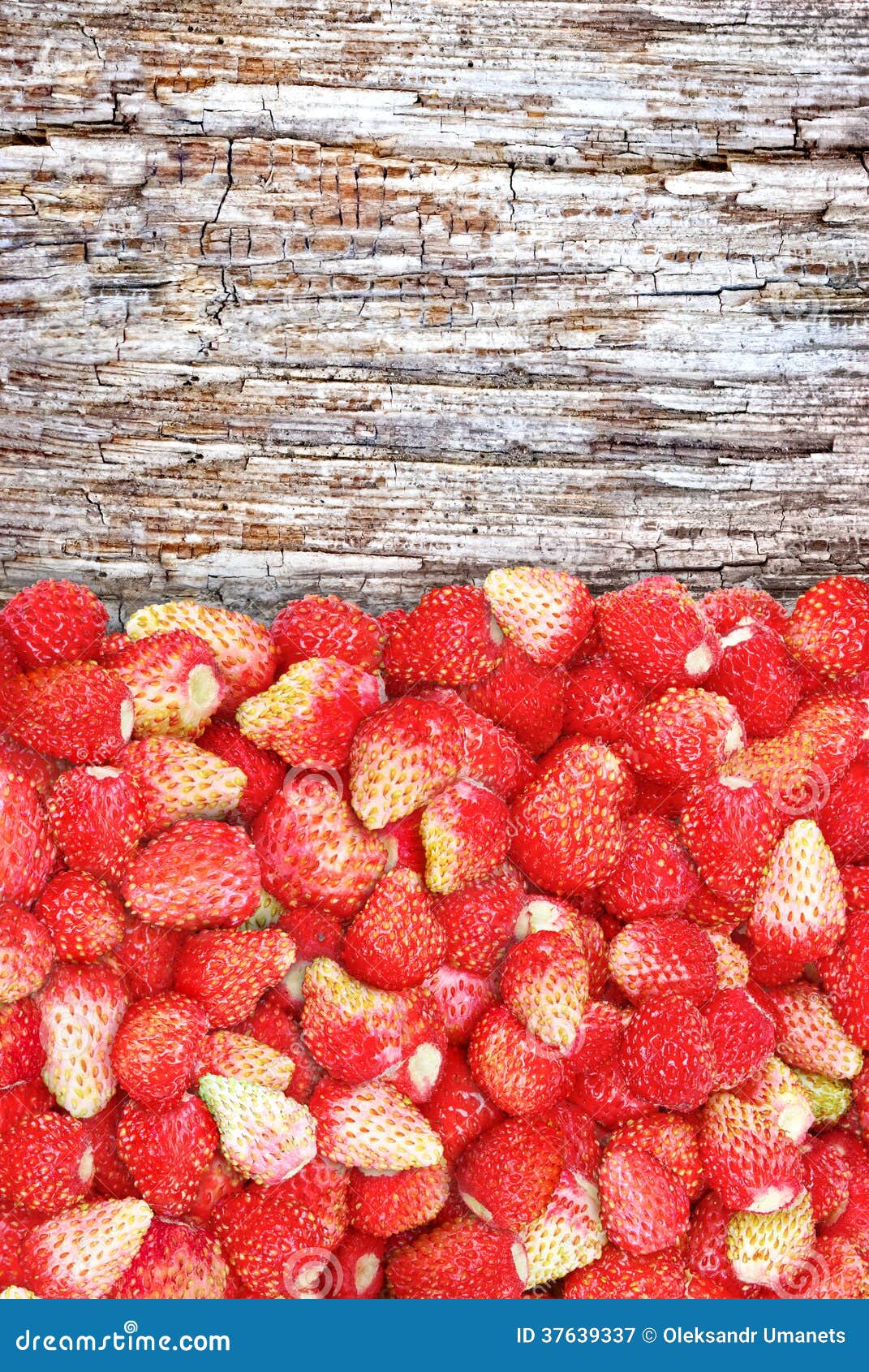 Young Berries of Wild Strawberry on a Wooden Background Stock Image ...