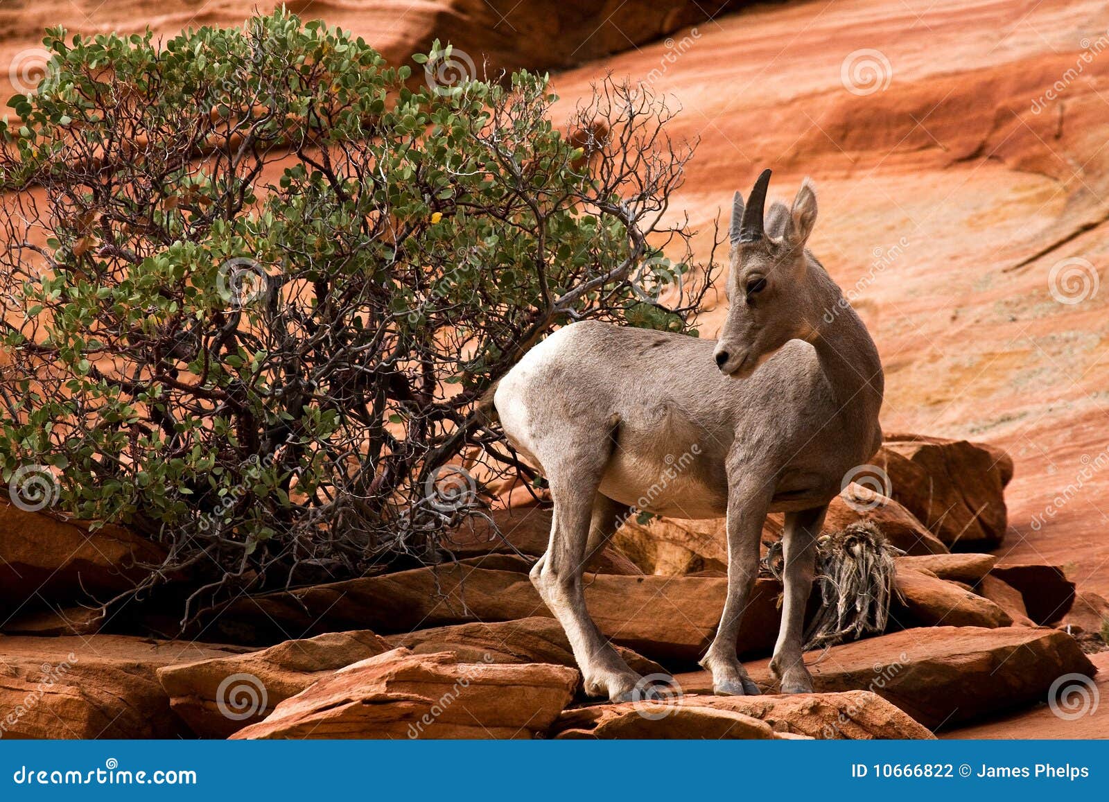 Young Big Horn Sheep on Red Rocks Stock Photo - Image of sheep, horn ...
