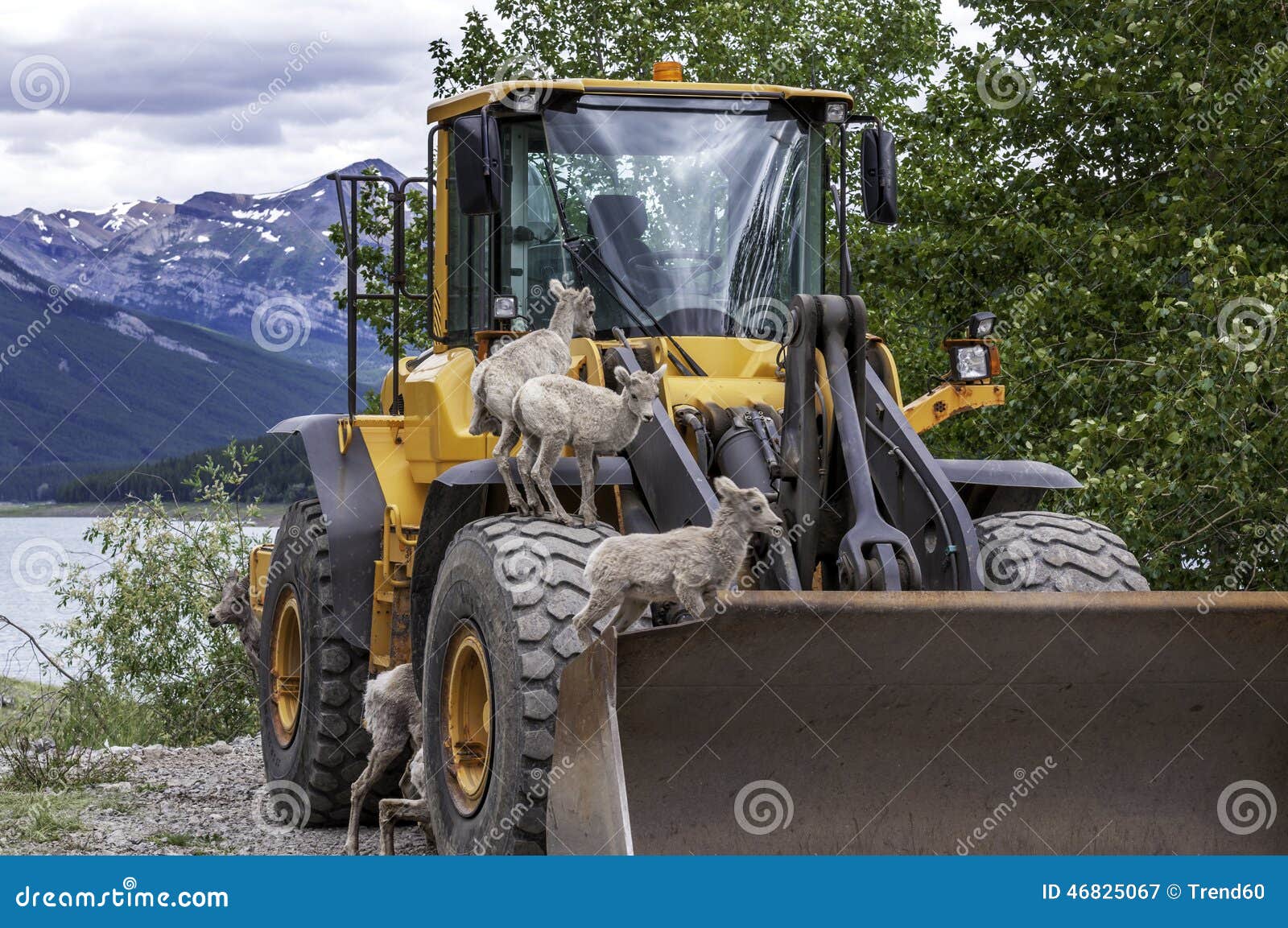 Young Bighorn Sheep Lambs Playing. Stock Image - Image of animal ...