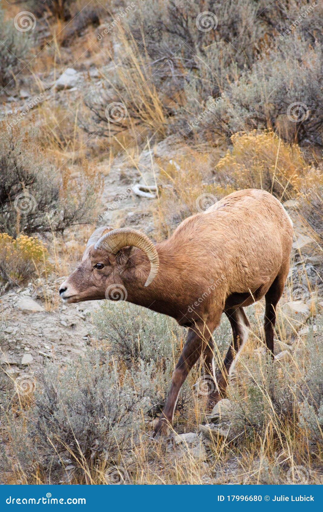Young Bighorn Sheep Ram stock photo. Image of animal - 17996680