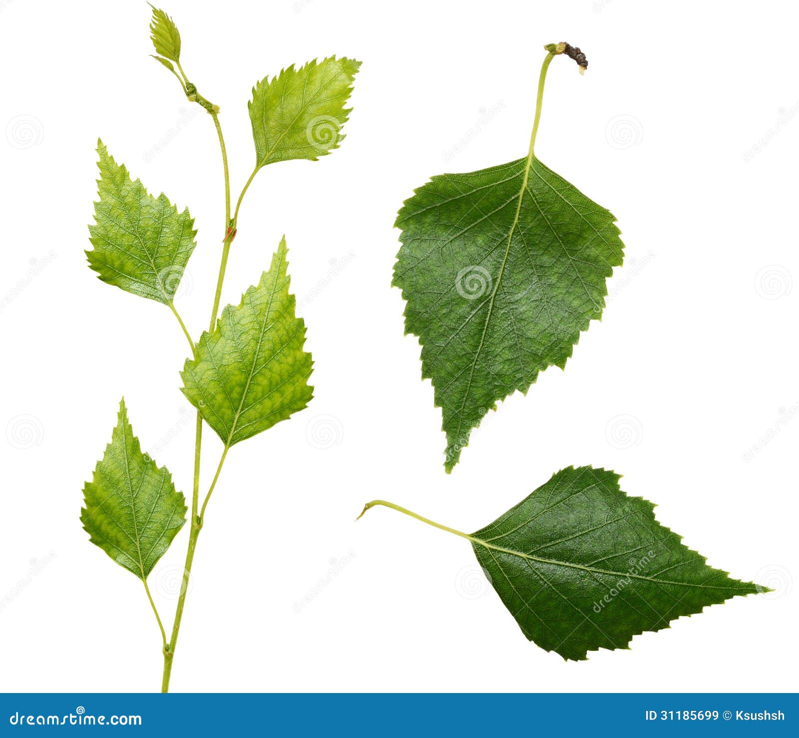 Young Birch Branch and Leaves Stock Image - Image of closeup, tree ...