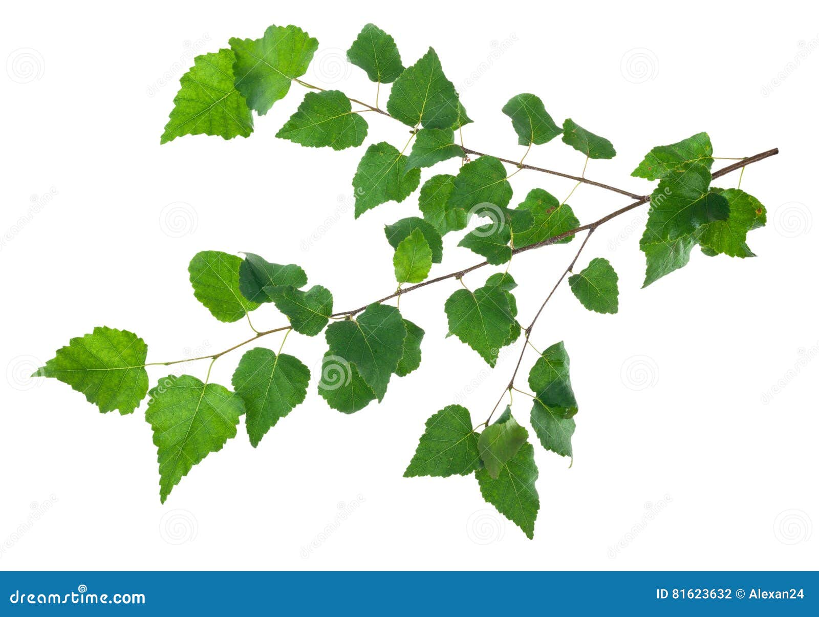 Young birch branch stock photo. Image of growth, beauty - 81623632
