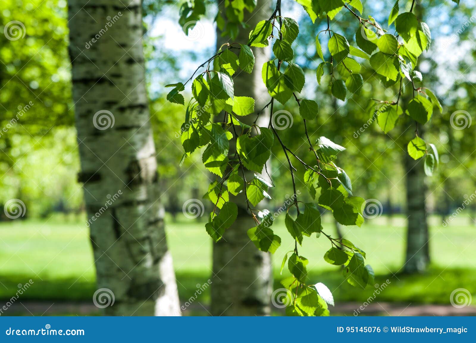 Young Birch Branches in the Sunlight . Spring Green Background Stock ...