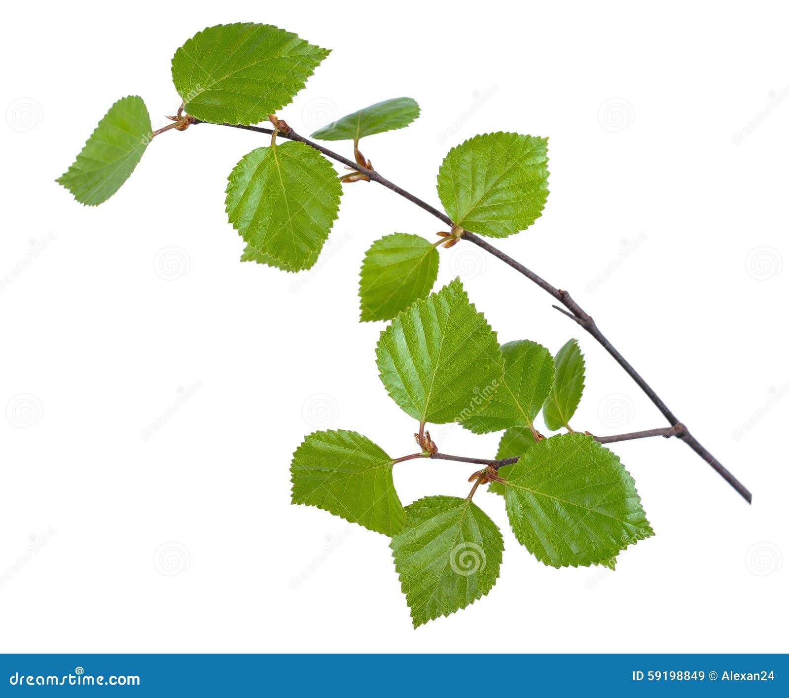 Young birch branches stock image. Image of birch, leaf - 59198849