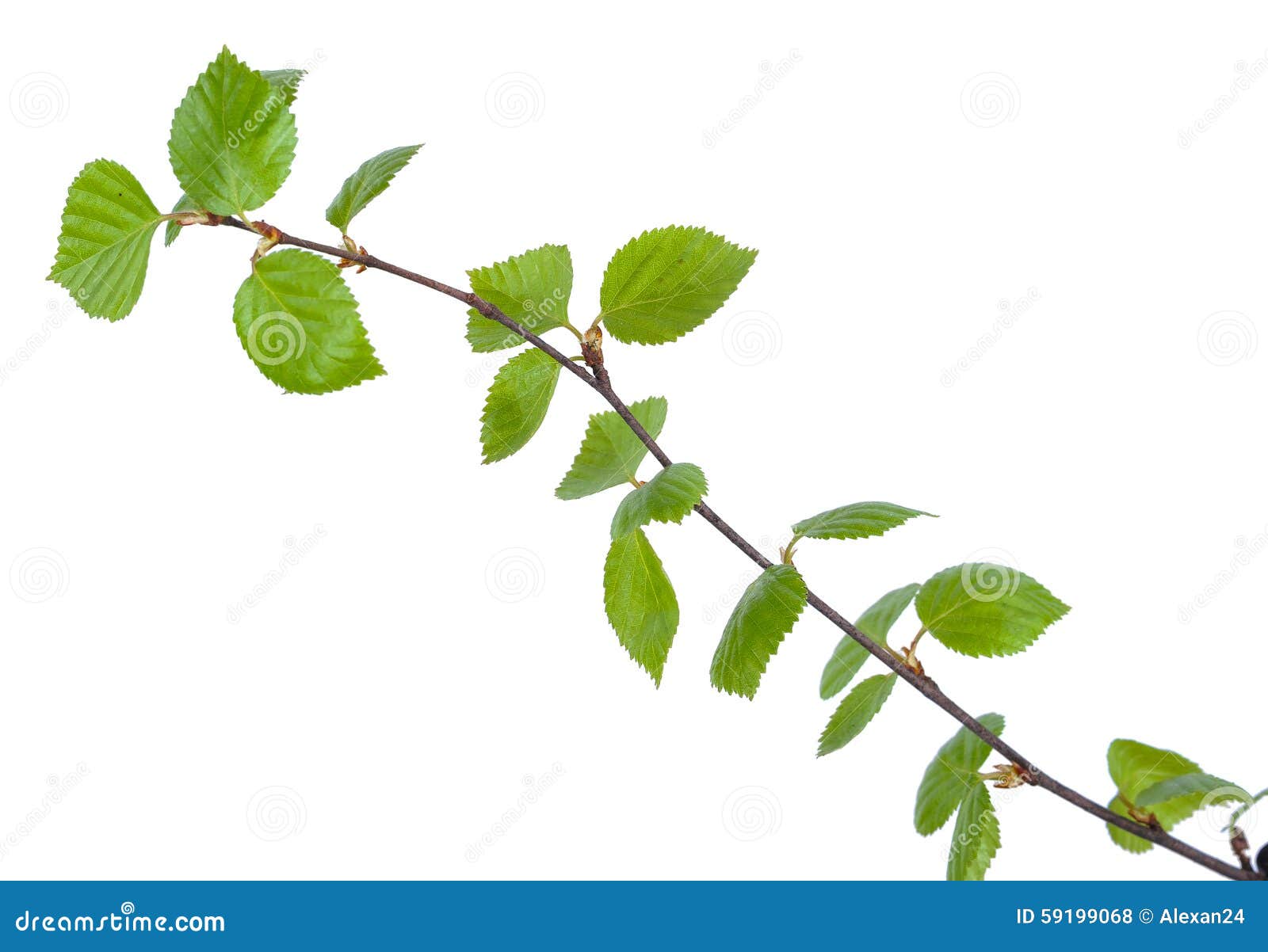 Young birch branches stock photo. Image of beautiful - 59199068