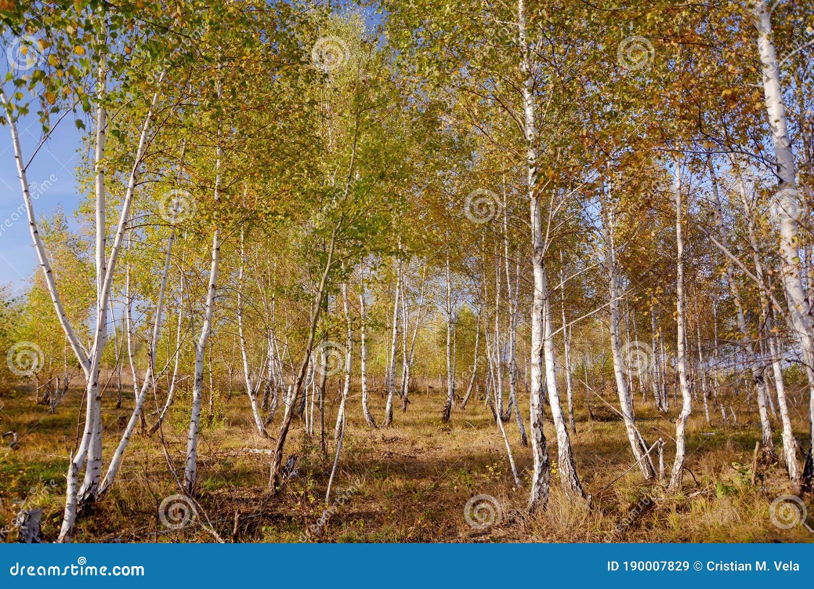 Young Birch Tree With Its Stunningly Beautiful Leaves Stock Image ...