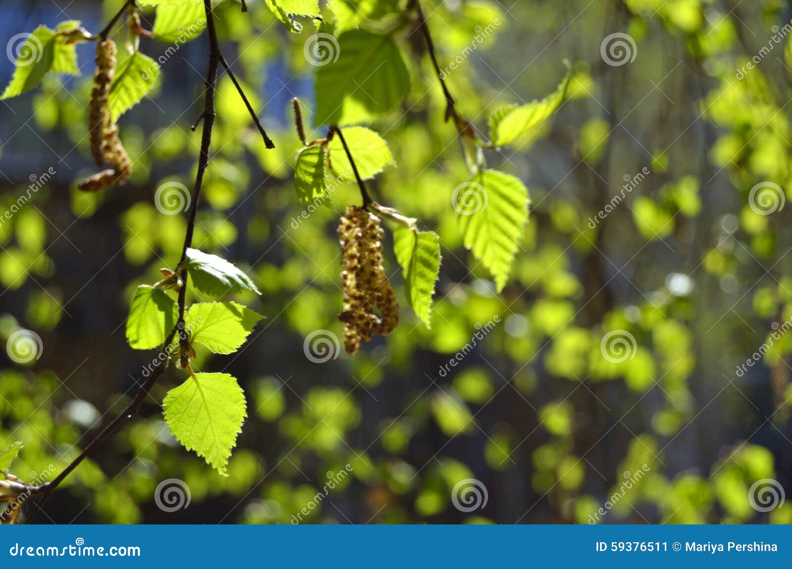 Young Birch Leaves in Spring Stock Image - Image of spring, earring ...