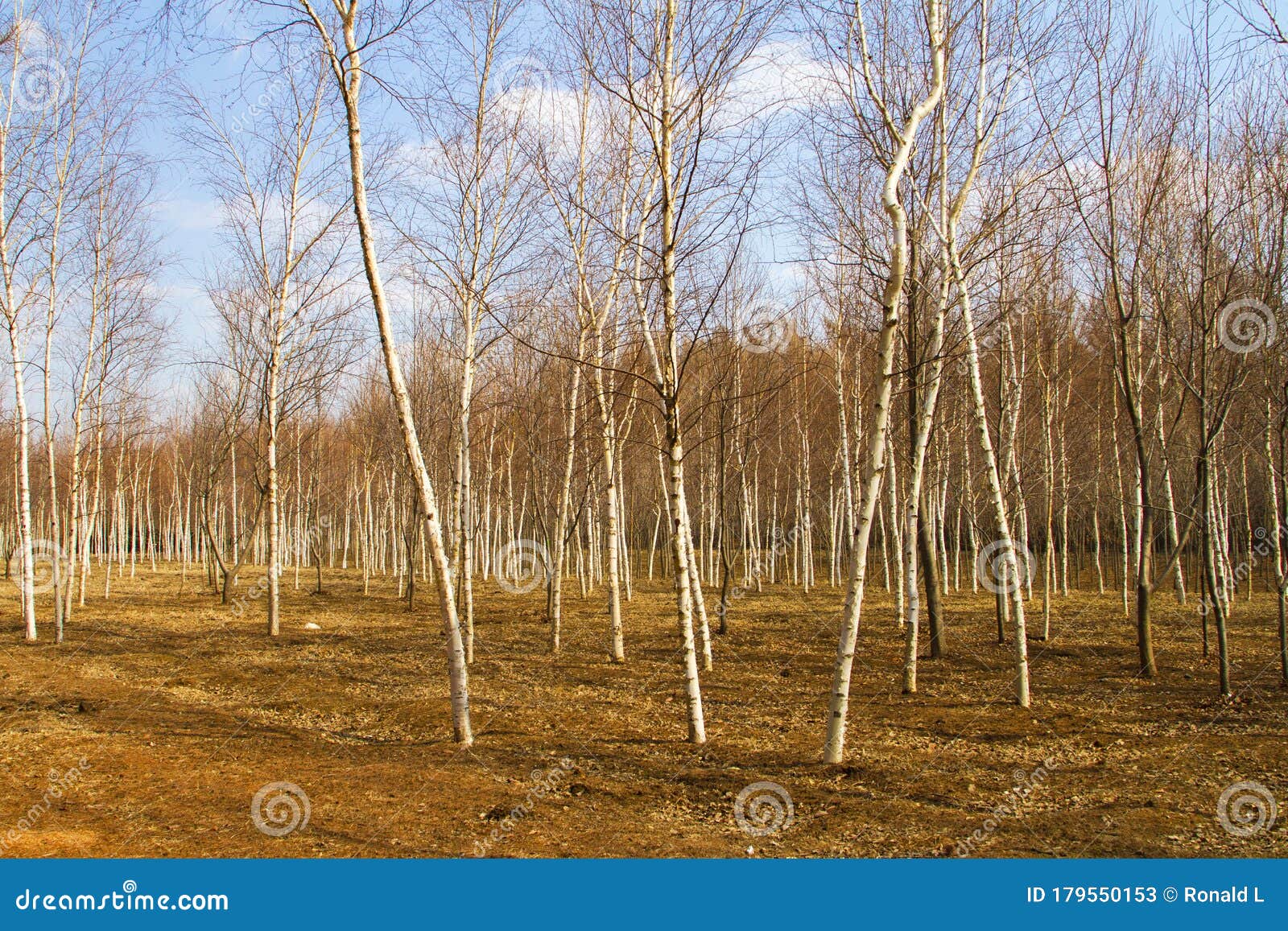 Young Birch Forest Landscape in Spring Stock Image - Image of forest ...