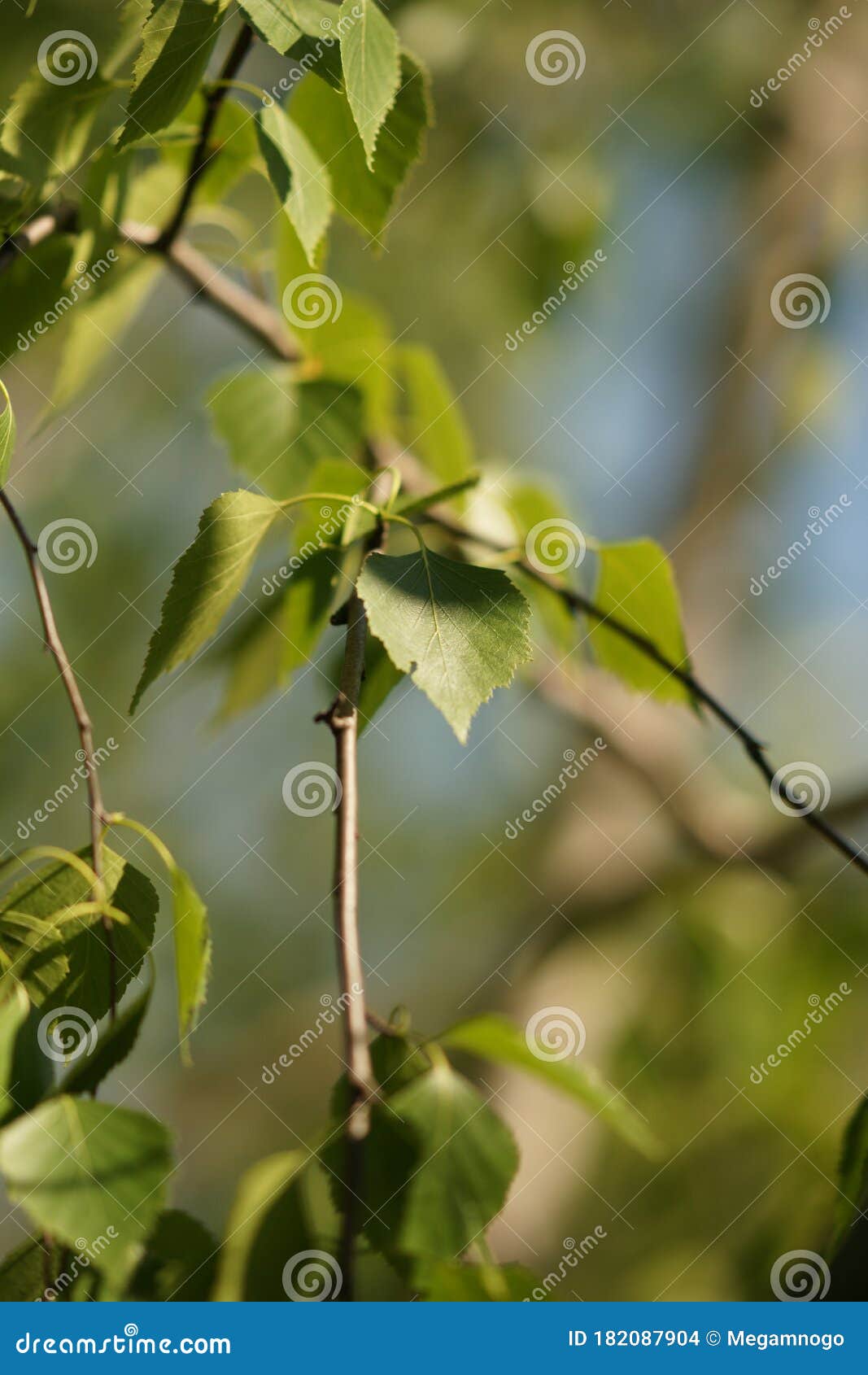 Young Birch Tree Leaves on the Branches Closeup Stock Photo - Image of ...