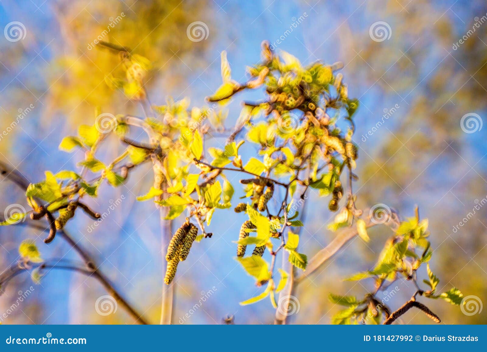 Young birch tree leaves stock photo. Image of detail - 181427992