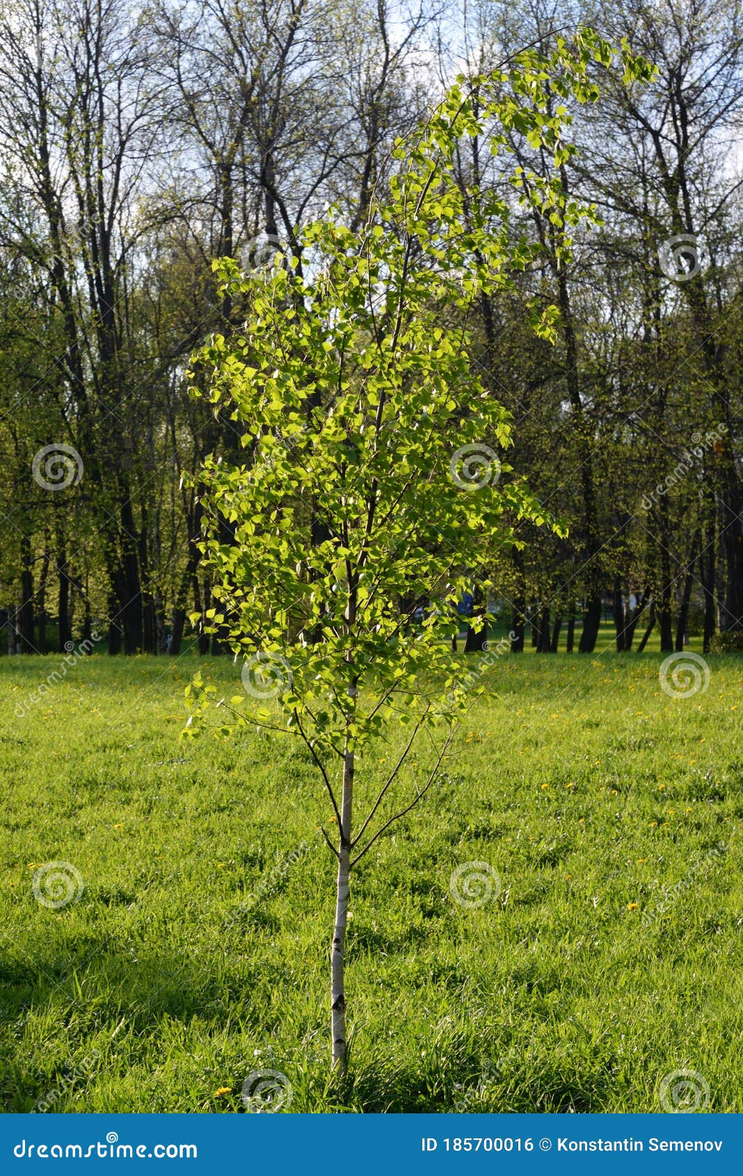 Young birch tree stock photo. Image of fresh, closeup - 185700016