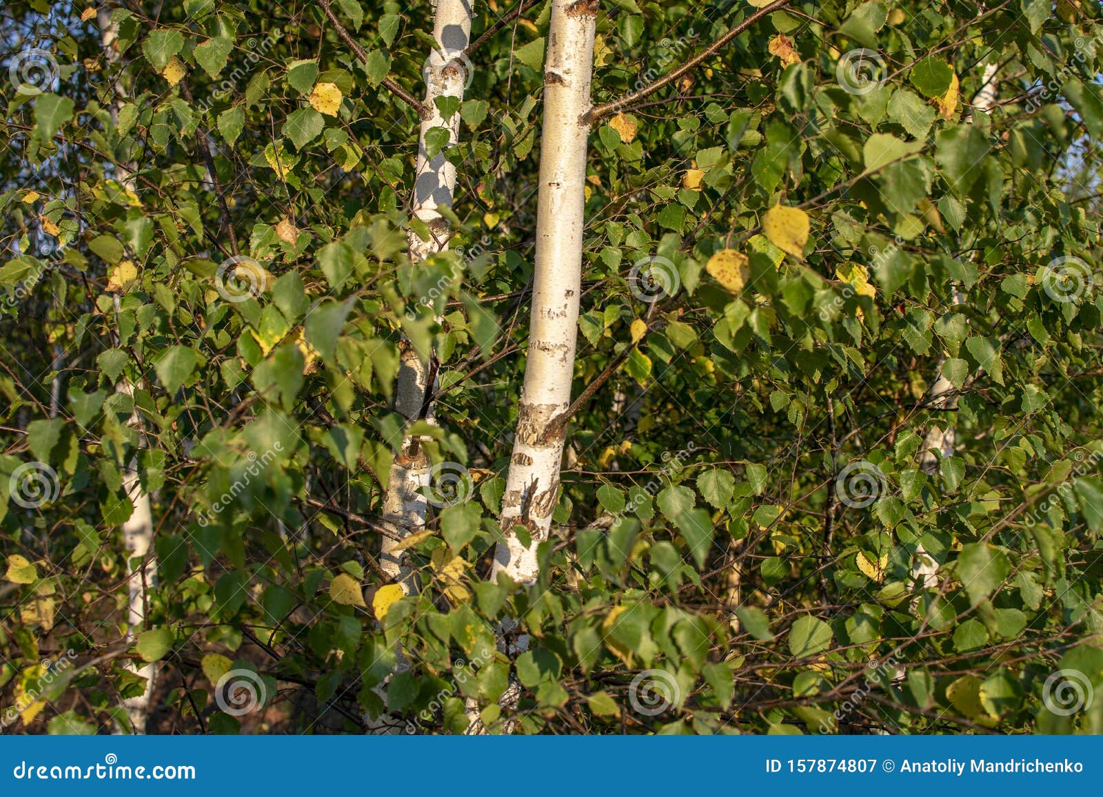 Young Birch Trees in the Evening Stock Image - Image of autumn, plant ...