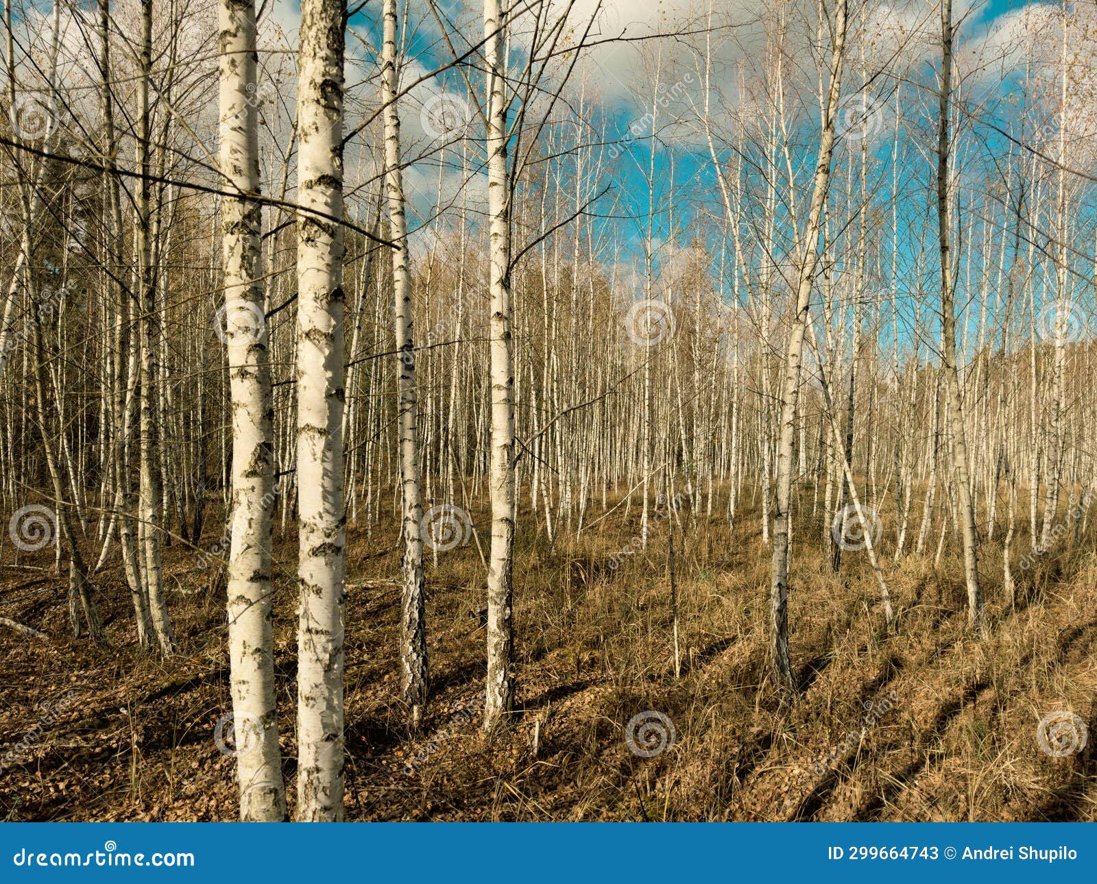 Young Birch Trees in the Forest in Late Autumn Stock Image - Image of weather, cold: 299664743