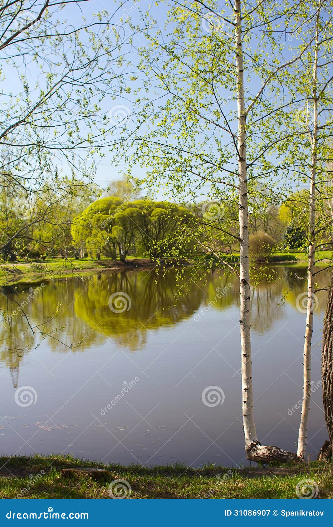 Young Birch Trees on the Lake Stock Image - Image of spring, forest ...