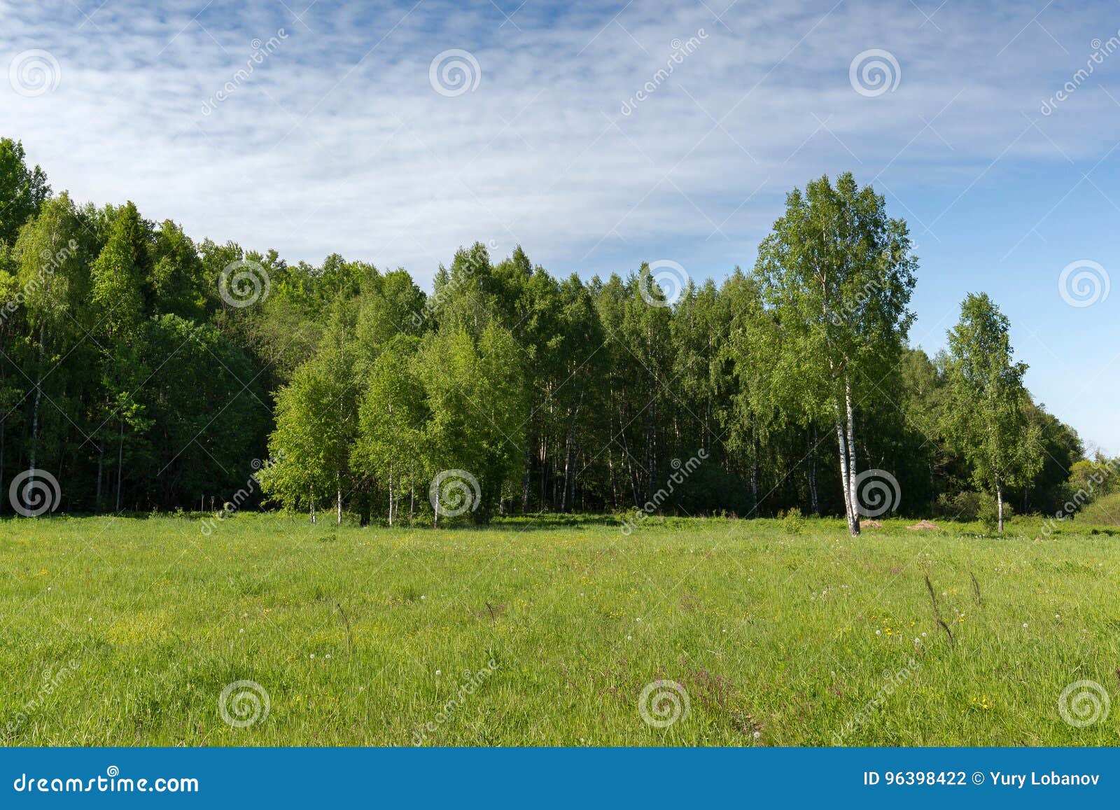 Young Birch Trees on a Meadow at the Edge of the Forest Clear Sunny ...