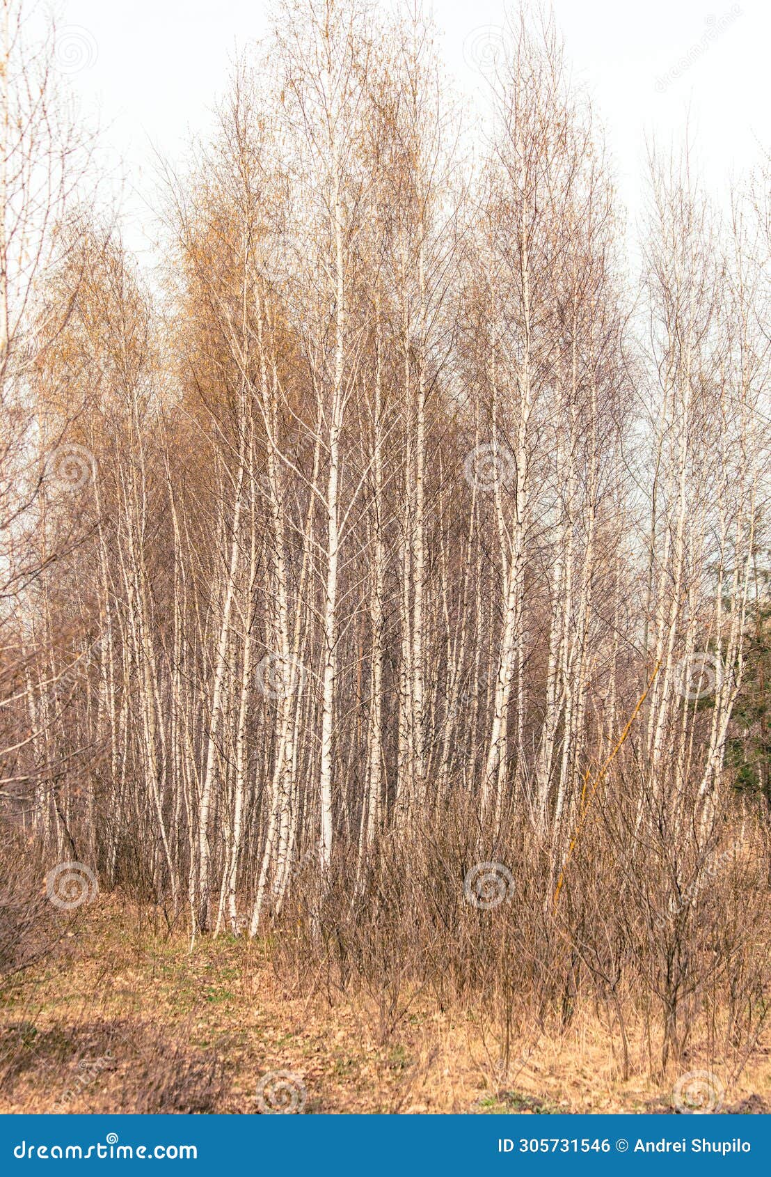 Young Birch Trees in Nature in Autumn Stock Photo - Image of beauty ...