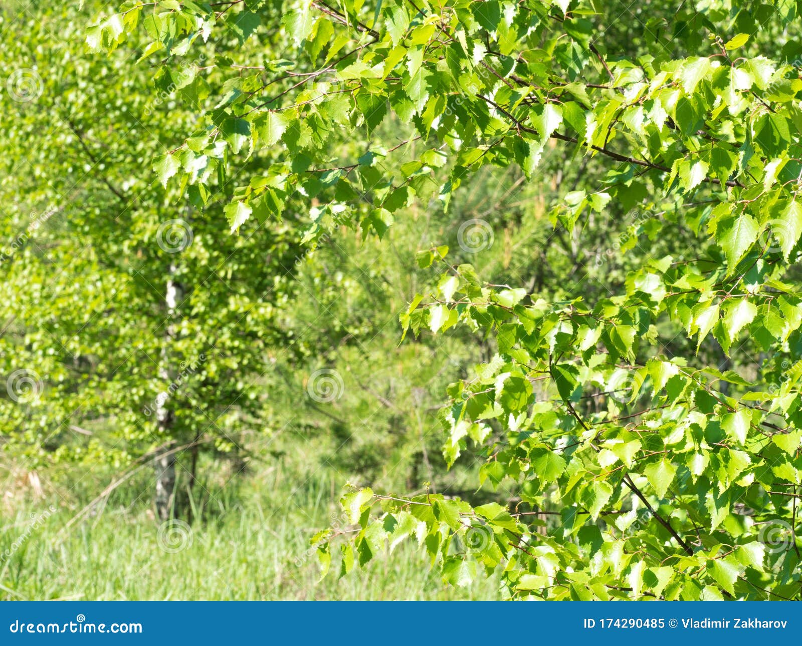 Young Birch Trees in Spring Forest Stock Image - Image of rural, meadow ...