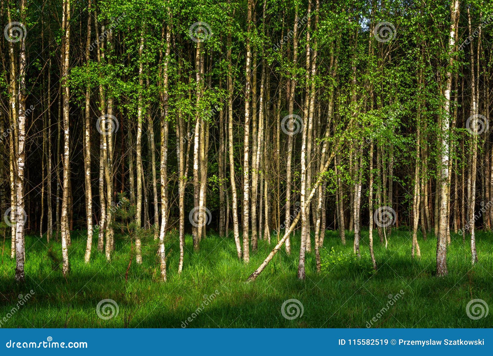 Young Birch Trees in Spring Sunlight Stock Image - Image of grow ...
