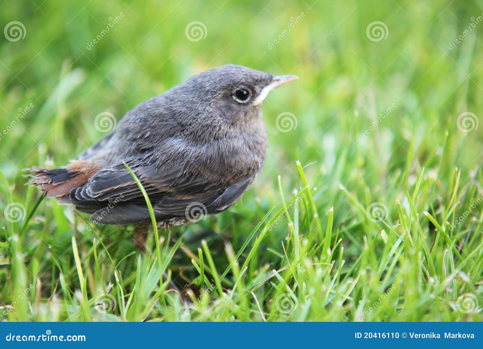 Young Bird Stock Photo | CartoonDealer.com #20416110