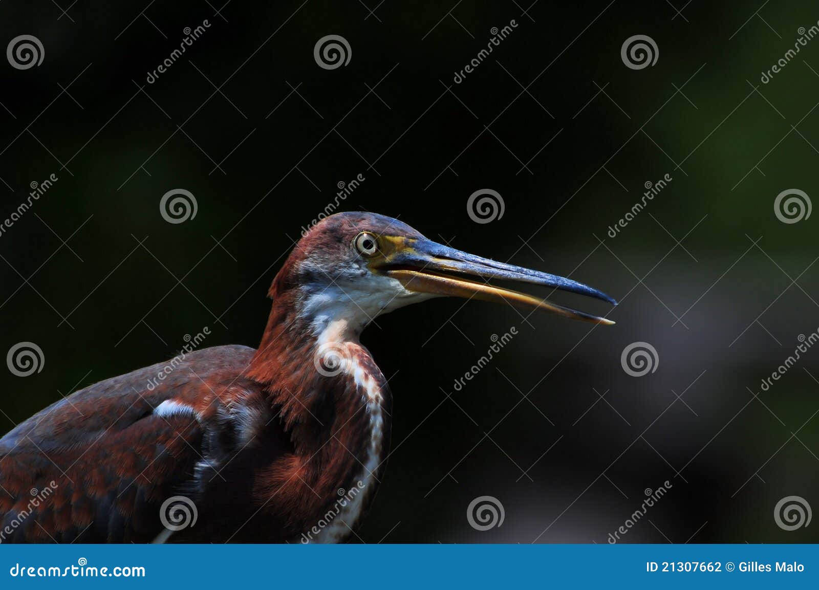 Young Bird on Blurred Background Stock Photo - Image of swamps, swamp ...