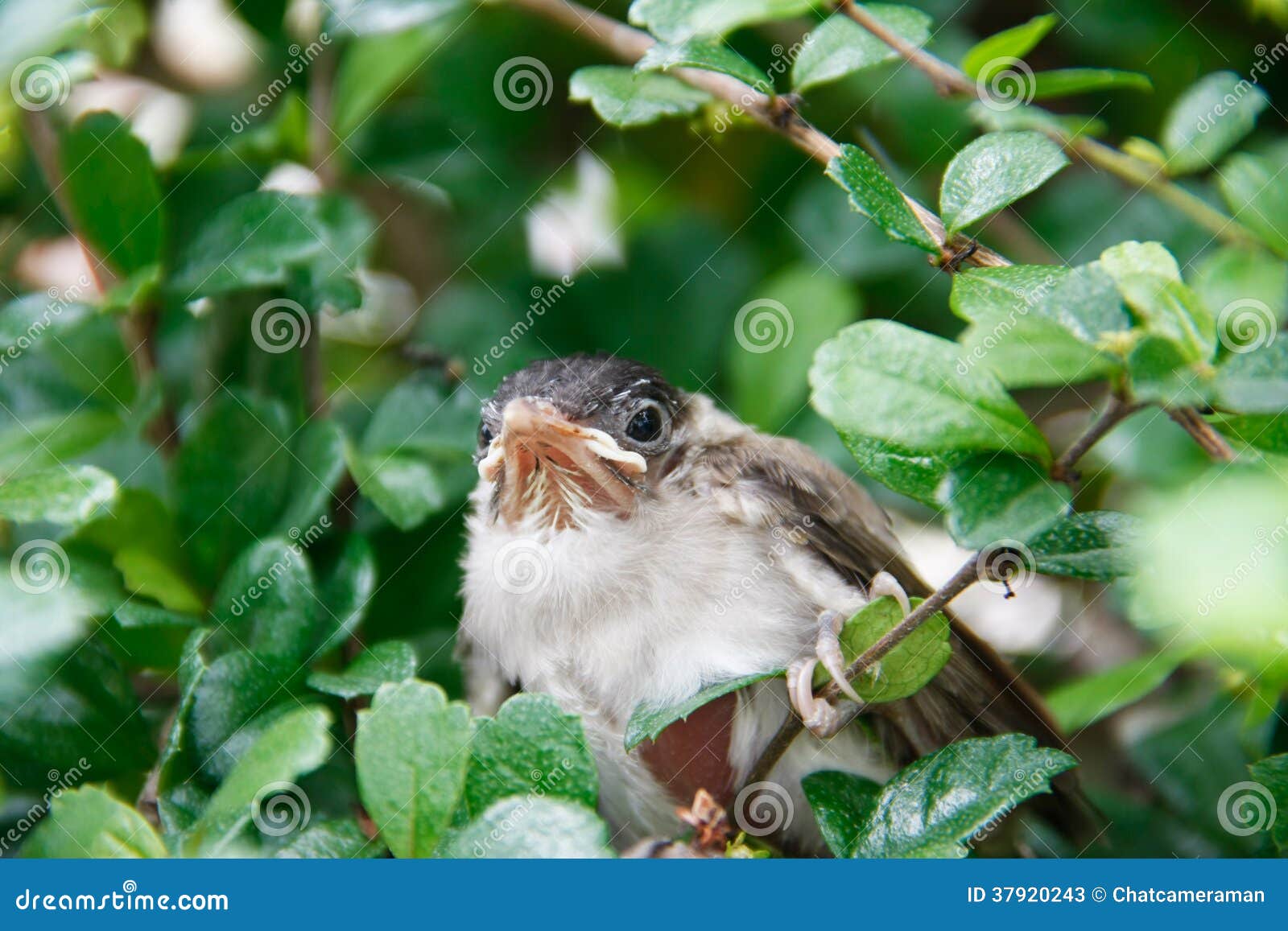 Young Bird stock image. Image of baby, house, nail, feathers - 37920243