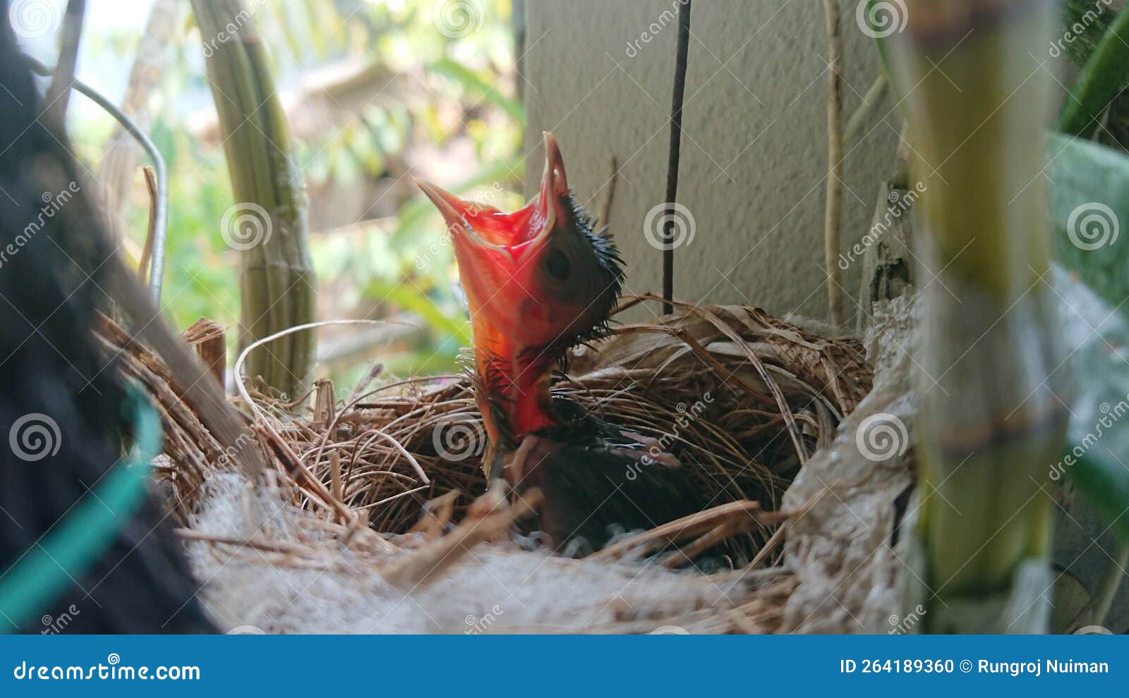 A Young Bird is Calling for Its Mother in a Nest Made of Hay Stock ...