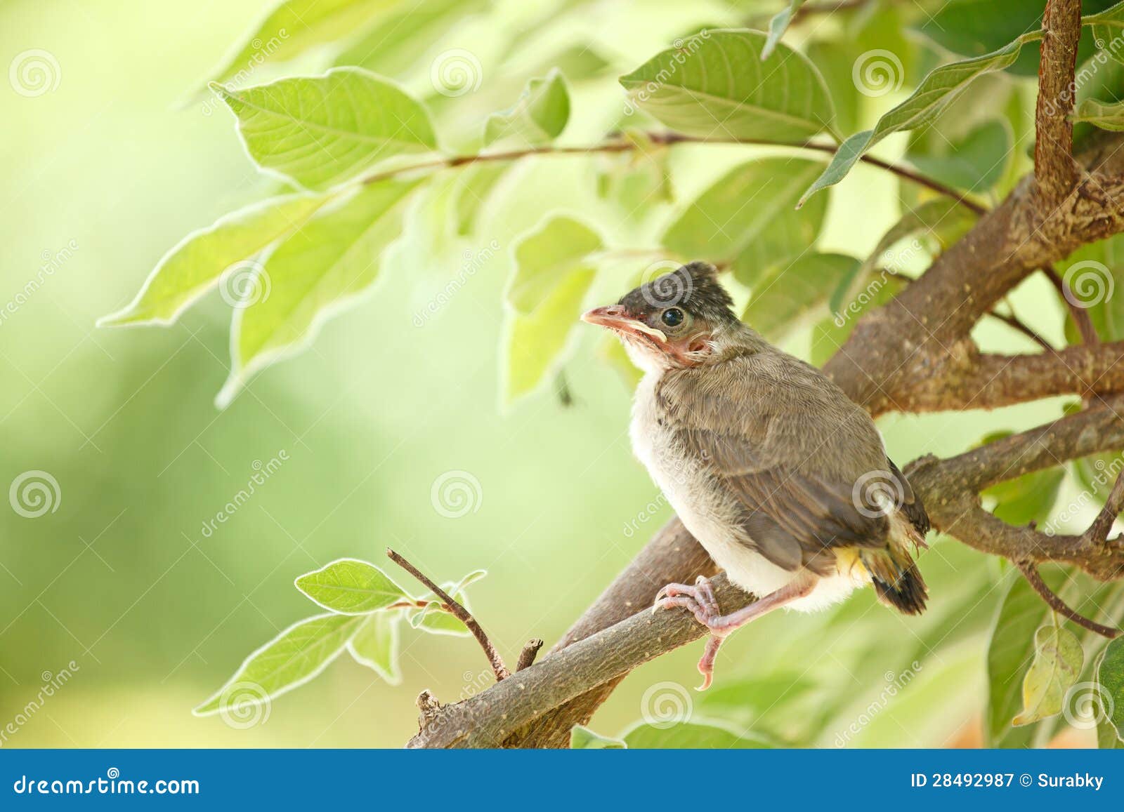Young Bird in First Day Fly Learning Stock Image - Image of afraid ...