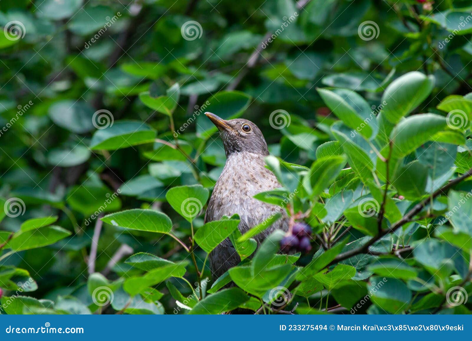 A Young Bird Hidden in the Leaves Stock Photo - Image of shrub, leaf ...