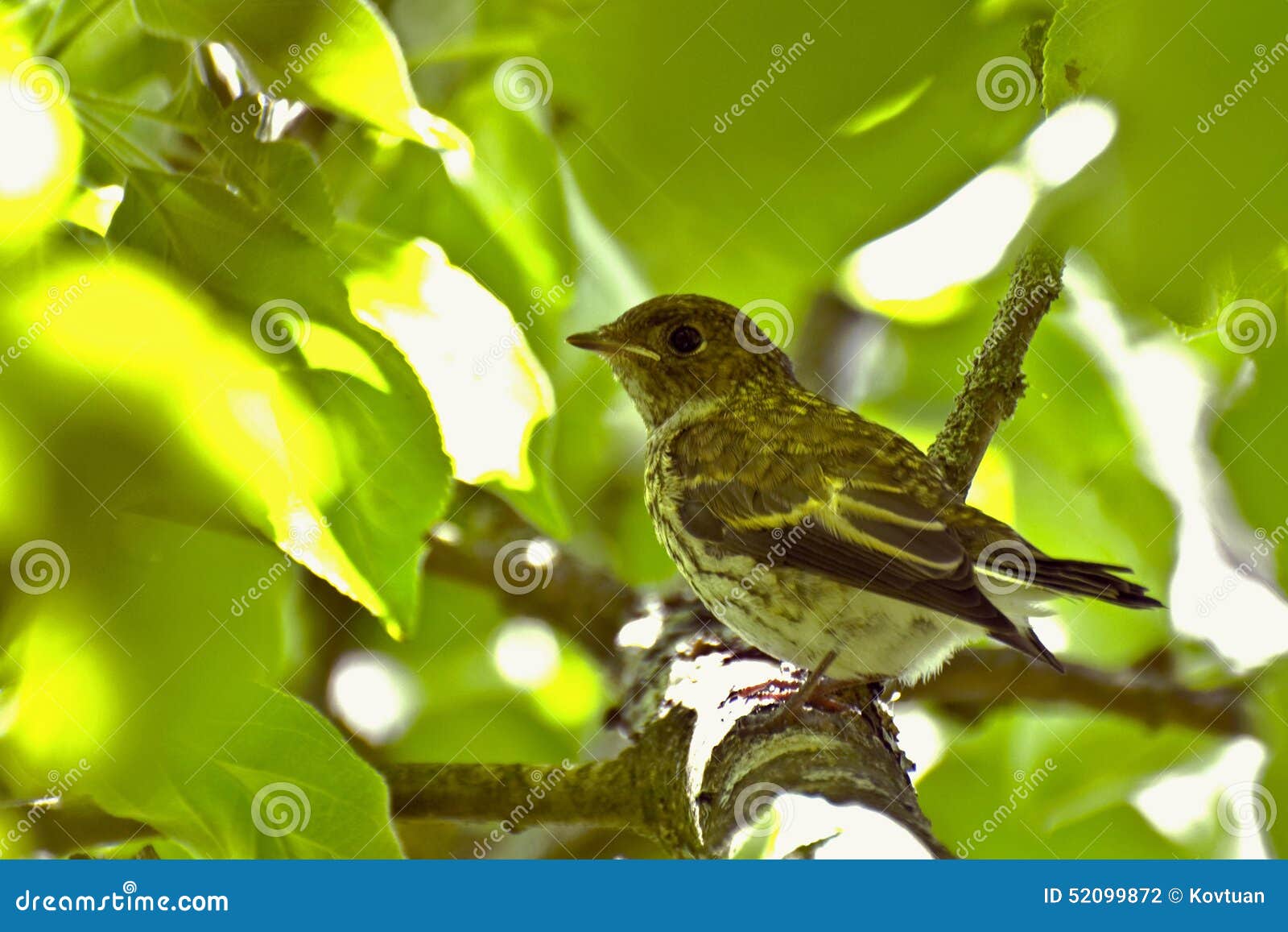Young Bird Hides among the Leaves on the Branch Stock Photo - Image of ...