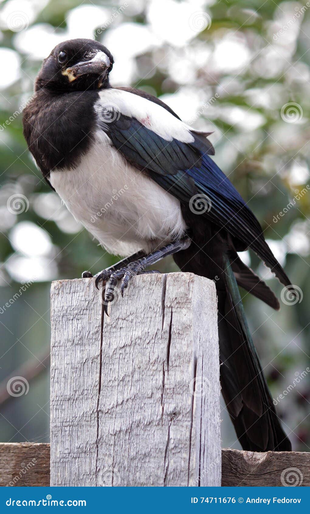 The young bird, magpie stock photo. Image of cute, beak - 74711676