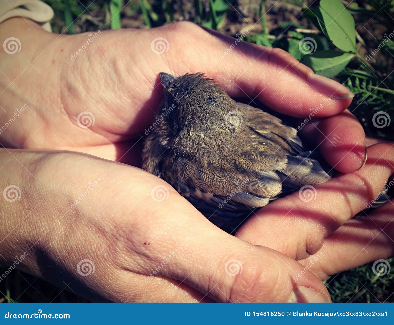 Saving young bird. stock photo. Image of nature, outside - 154816250