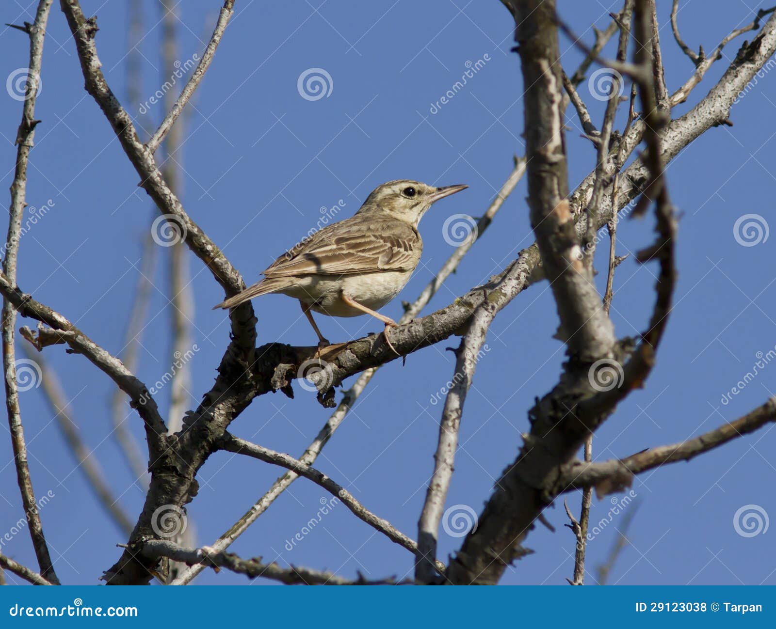 The Young Bird of the Tawny Pipit Sitting Deep in the Bush. Stock Photo ...