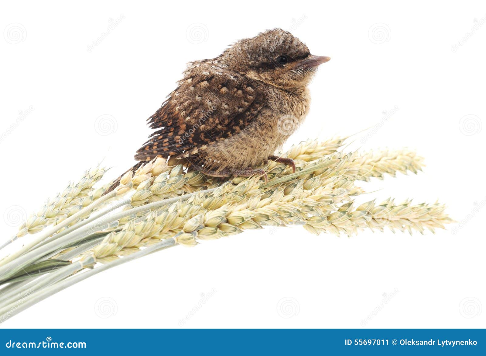 Young bird on wheat. stock image. Image of bread, cereal - 55697011