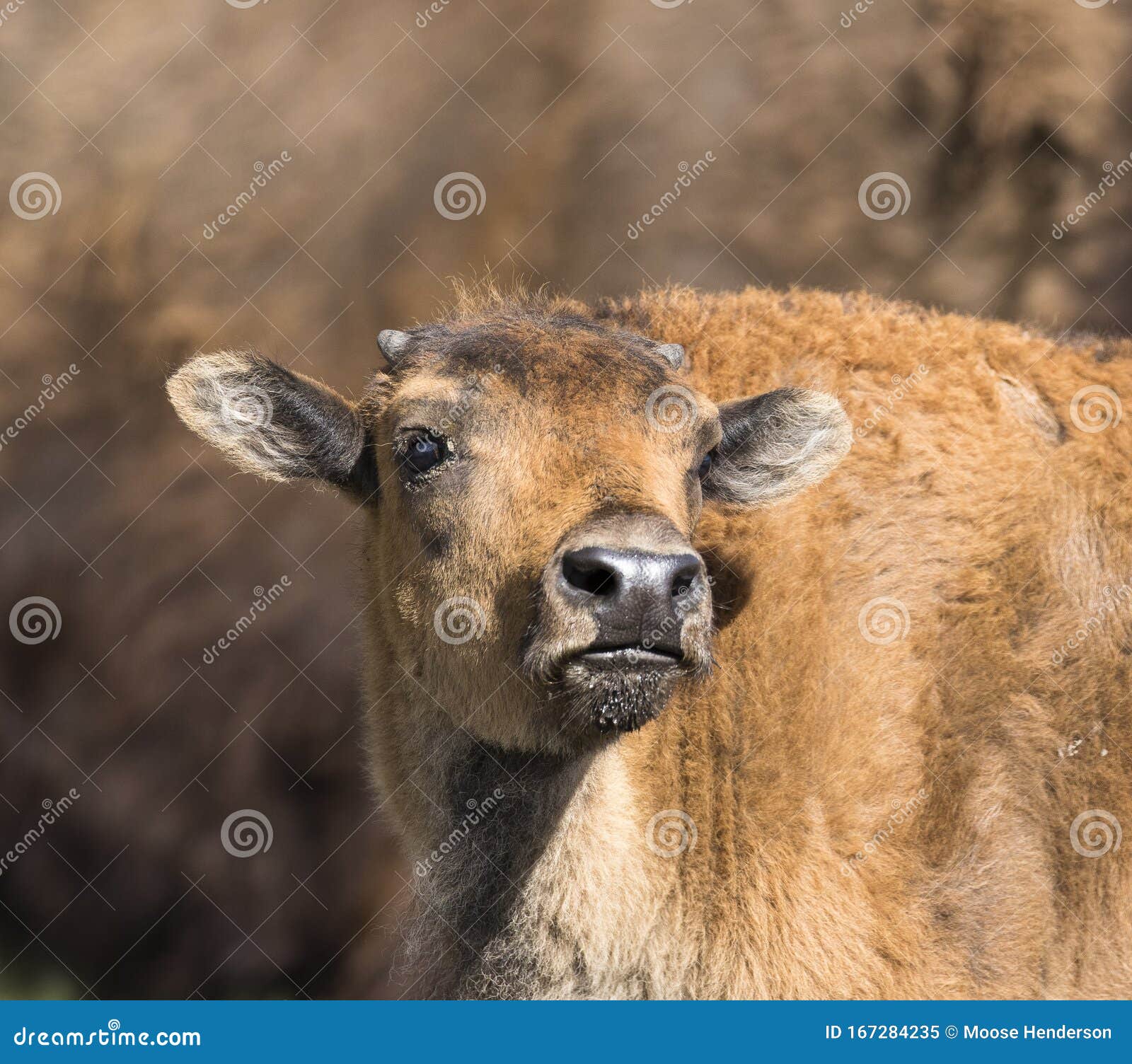 YOUNG BISON CALF PORTRAIT STOCK IMAGE Stock Image - Image of yearling ...