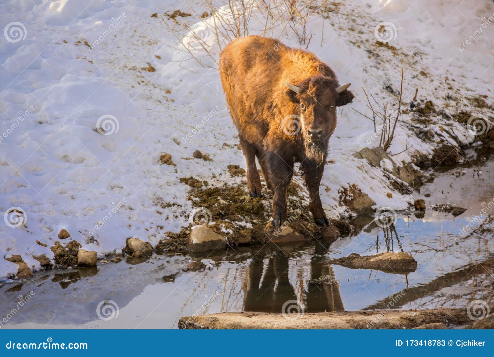 Young Bison Drinking Water from Stream in Winter Stock Image - Image of ...