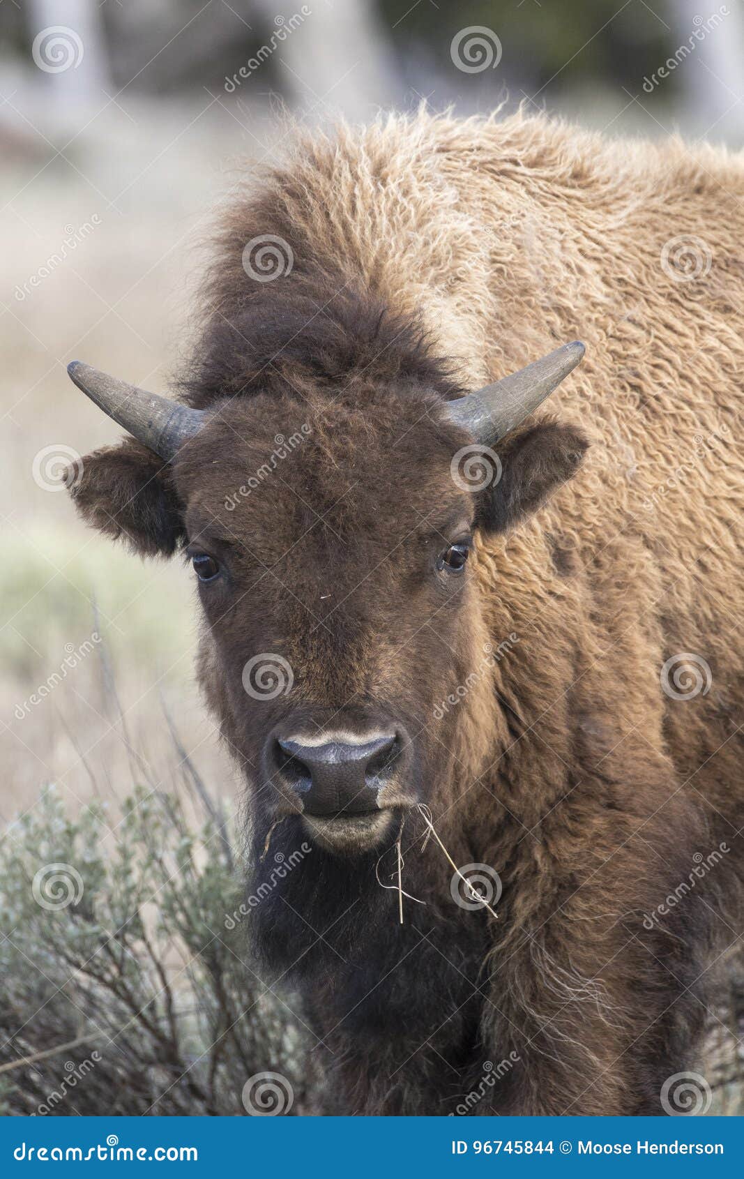 Young Bison Eating Grass , Portrait Stock Photo - Image of sagebrush ...