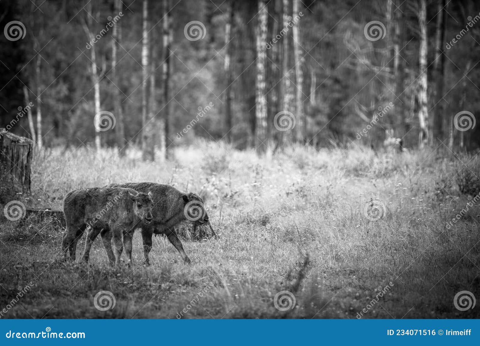 Young Bison Grazing in the Reserve Stock Photo - Image of horn, reserve ...