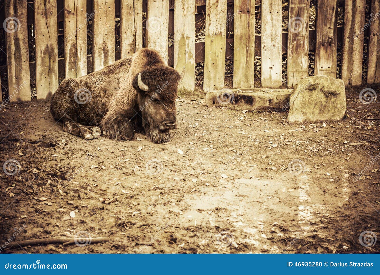 Young bison stock photo. Image of look, head, strength - 46935280