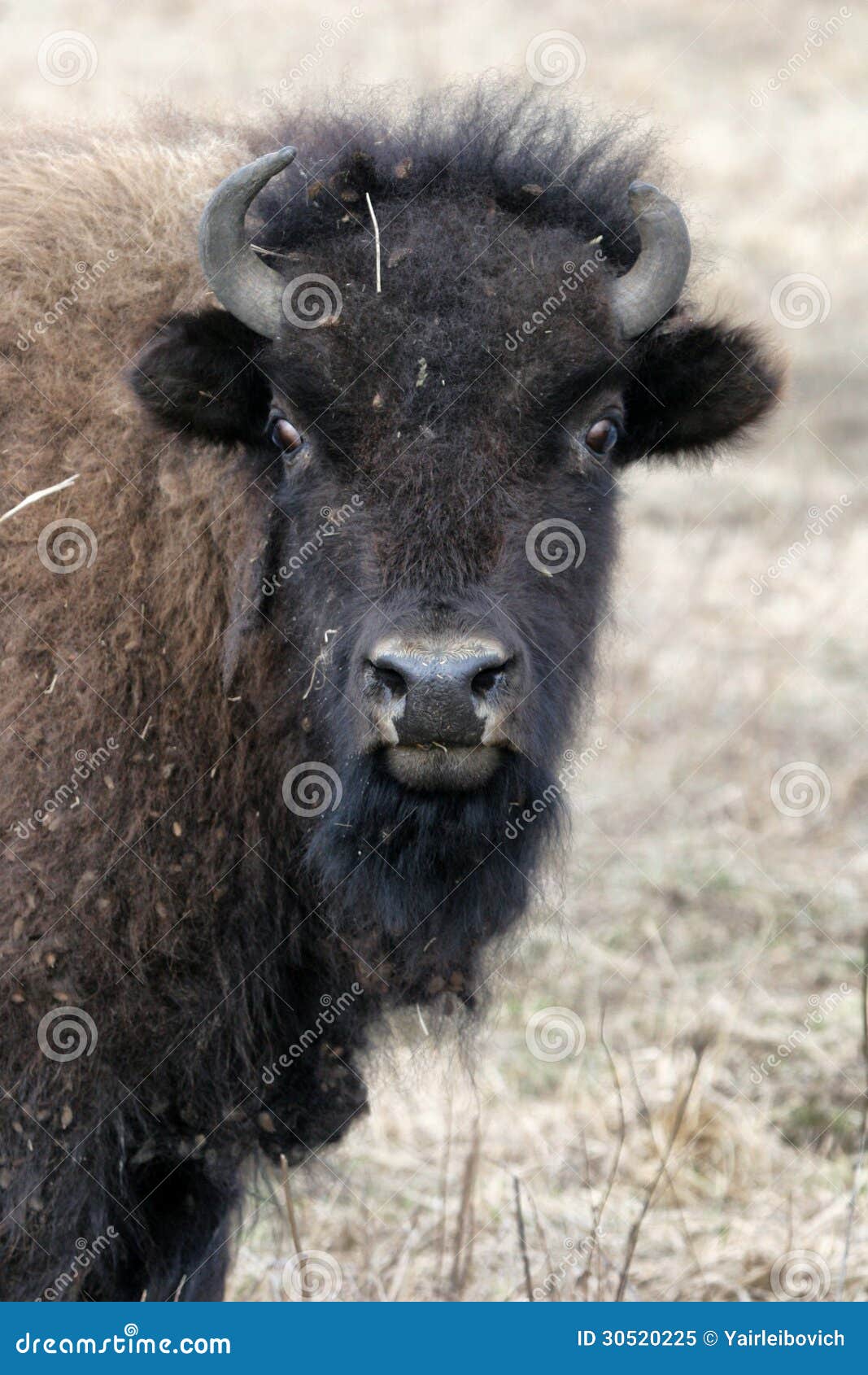 Young bison stock image. Image of american, mammal, wildlife - 30520225