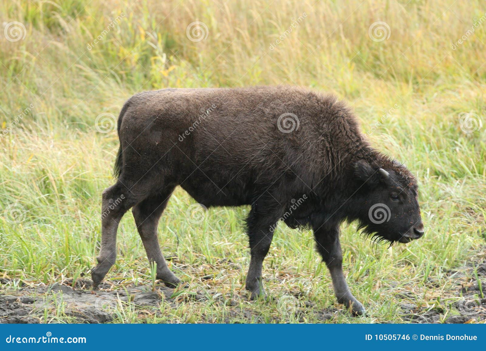 A Young Bison in Yellowstone Park Stock Photo - Image of buffalo ...